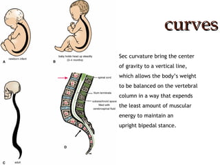 Anatomy of back | PPT