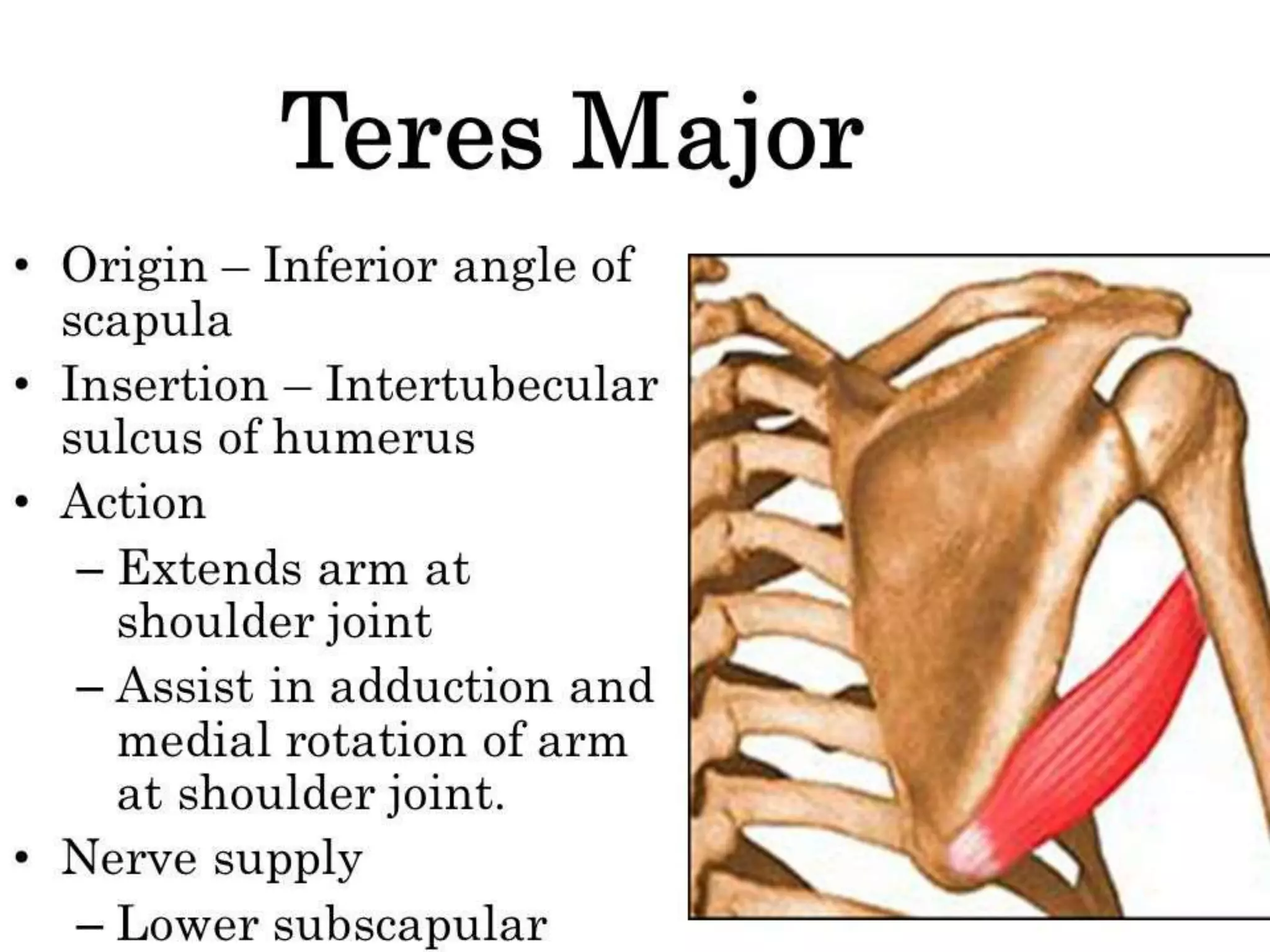 Anatomy of back muscle | PPTX