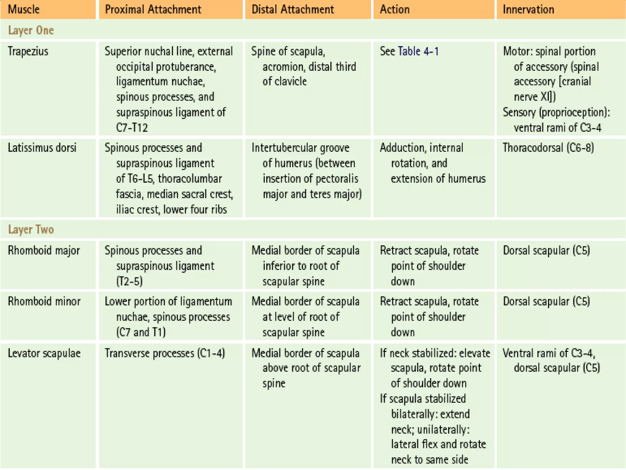 Anatomy of back muscle | PPTX