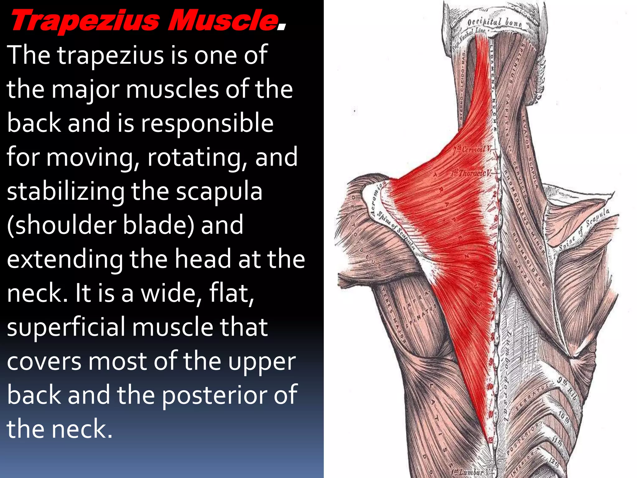 Anatomy of back muscle | PPTX