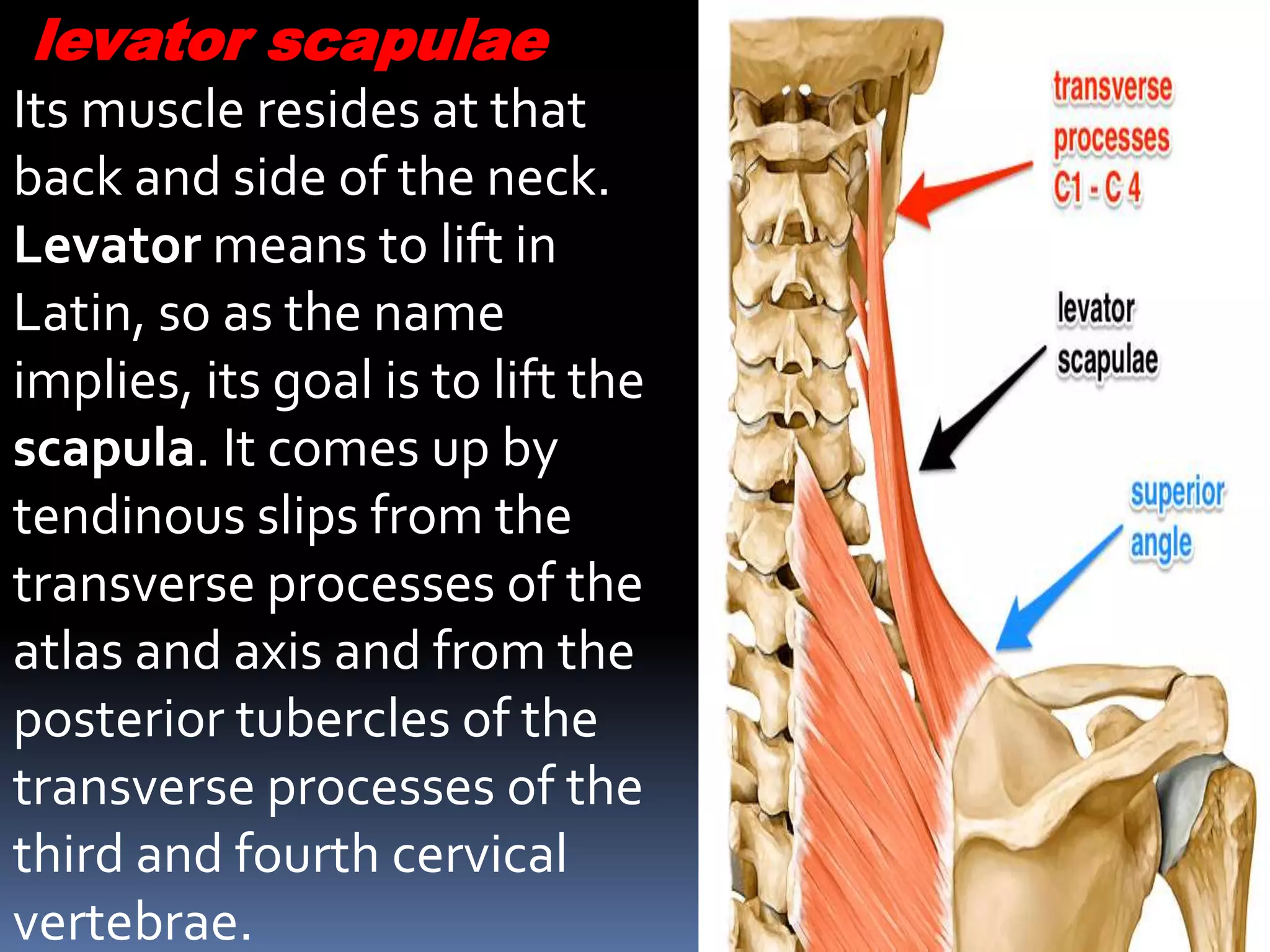 Anatomy of back muscle | PPTX