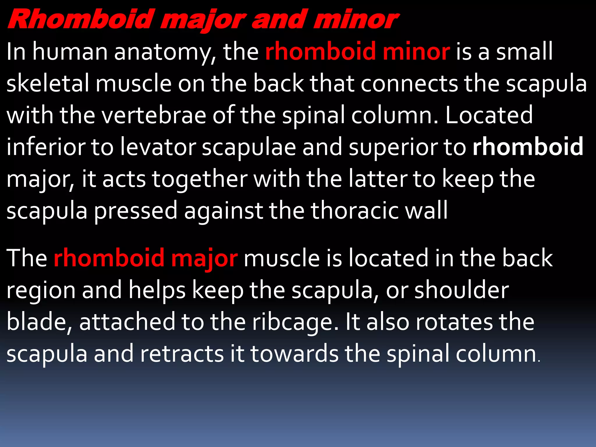 Anatomy of back muscle | PPTX