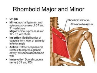 Anatomy of back muscle | PPTX