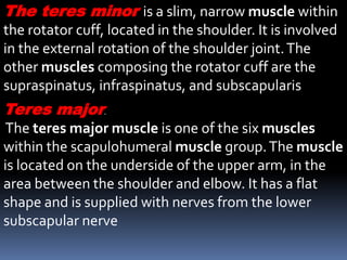 Anatomy of back muscle | PPTX