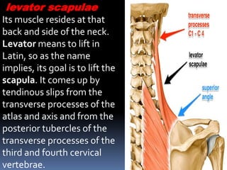 Anatomy of back muscle | PPT