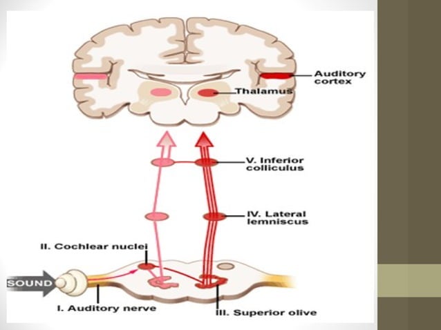 Anatomy of baep by shexad | PPT