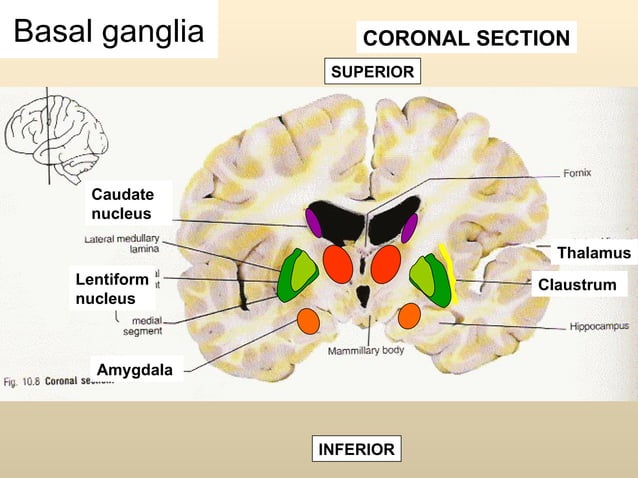 Basal Ganglia Labeled