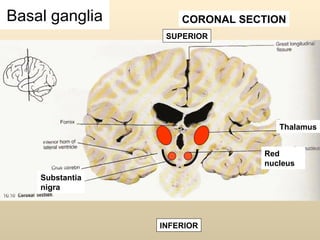 Red Nucleus And Substantia Nigra