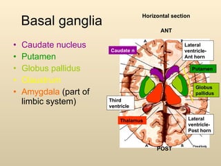 Anatomy of basal ganglia | PPT