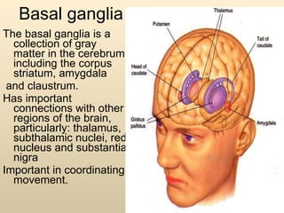 Anatomy of basal ganglia | PPT