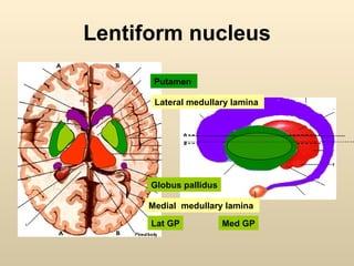 Lentiform Nucleus