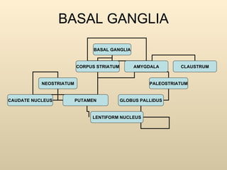 Basal Ganglia Anatomy Ppt