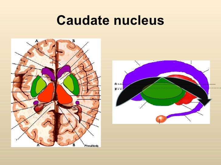 Caudate Nucleus Anatomy Anatomy Book