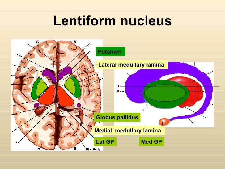 Anatomy of basal ganglia