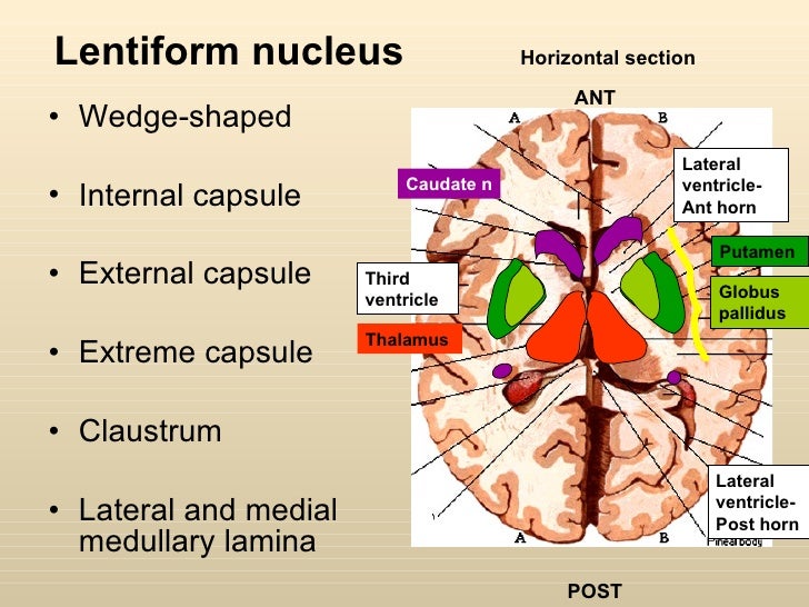 Anatomy of basal ganglia