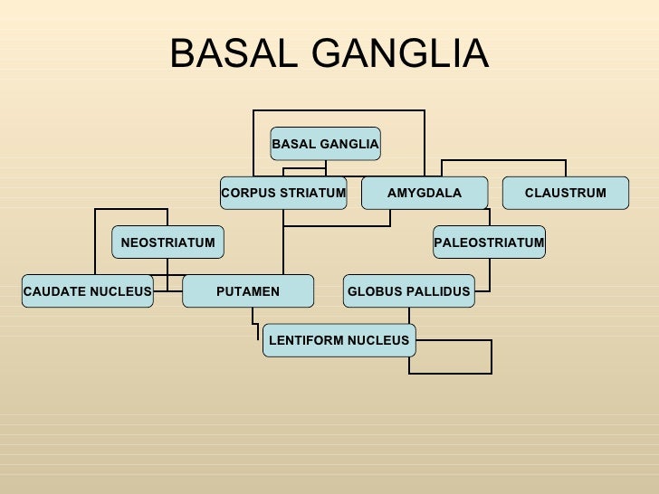 Anatomy of basal ganglia