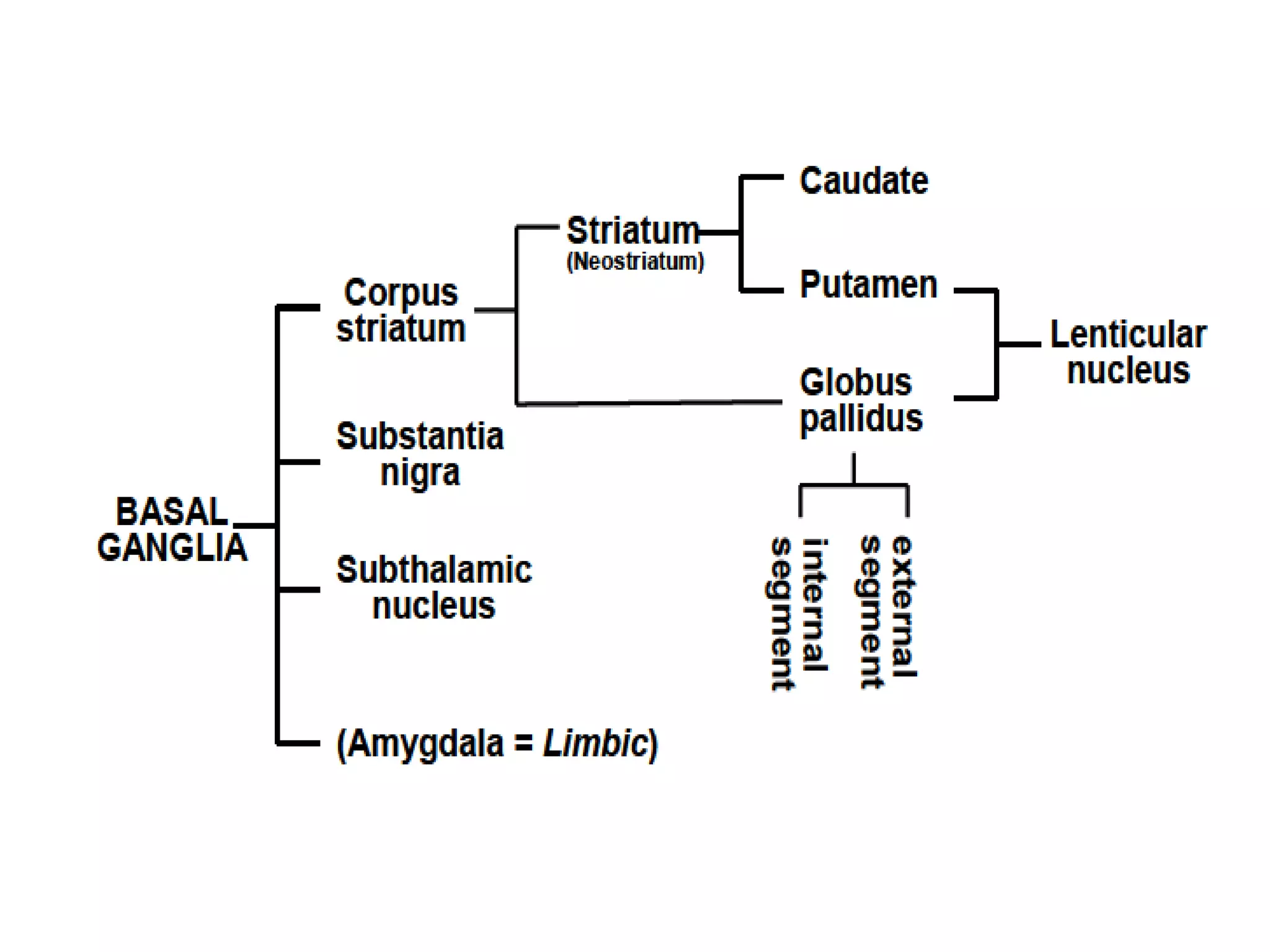 Anatomy of basal ganglia | PPTX