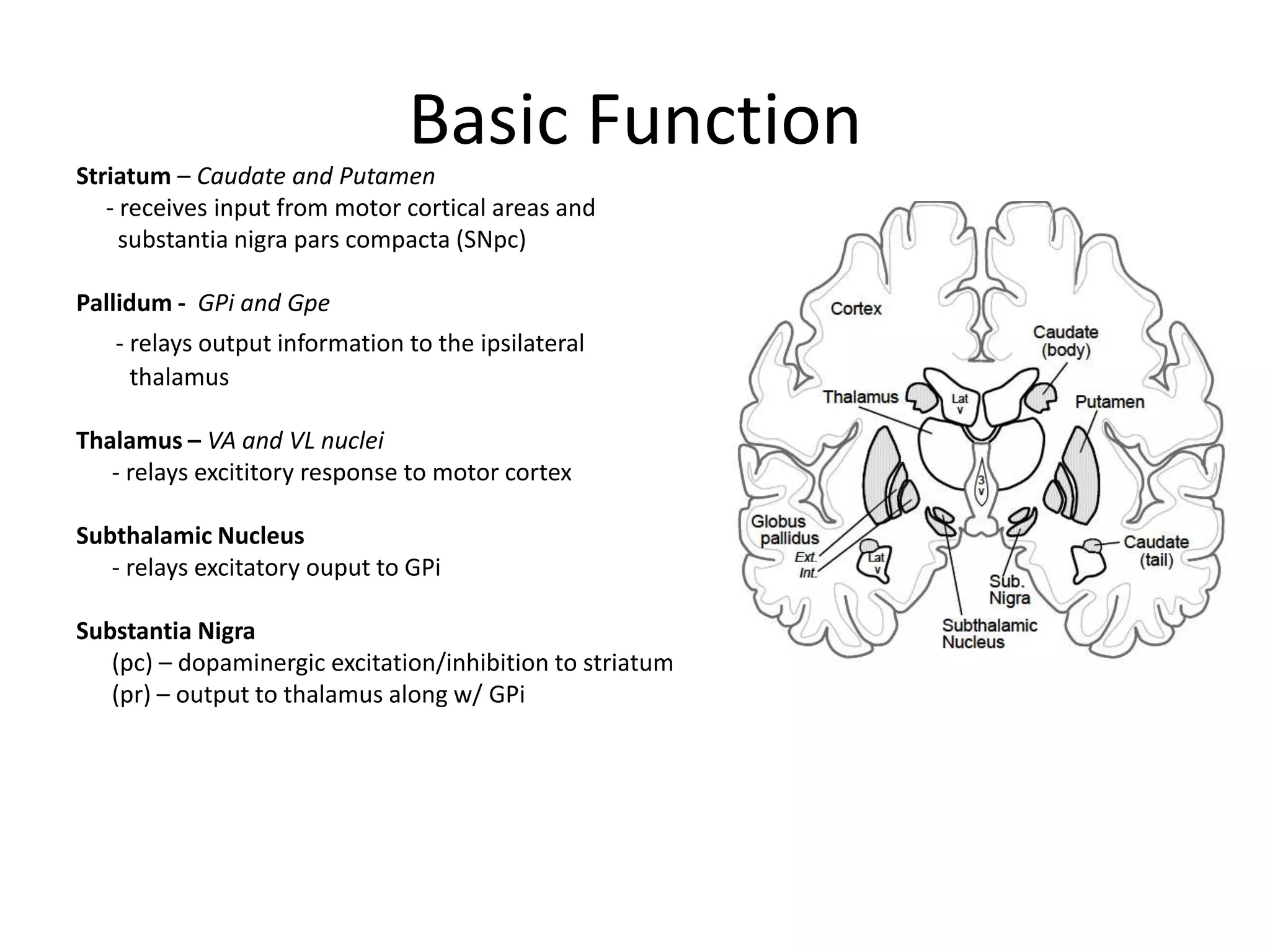 Anatomy of basal ganglia | PPTX