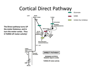 Anatomy of basal ganglia | PPTX