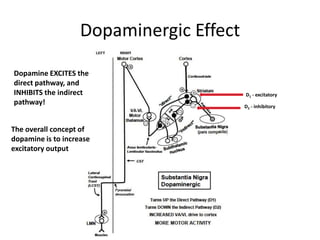 Anatomy of basal ganglia | PPTX