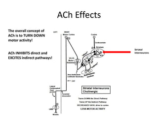Anatomy of basal ganglia | PPTX