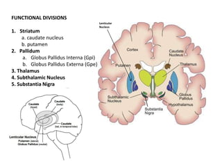Anatomy of basal ganglia | PPTX