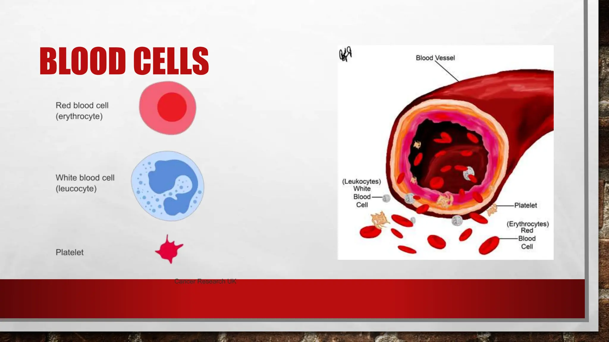 ANATOMY OF BLOOD- RBCs, WBCs & Platelet | PPTX
