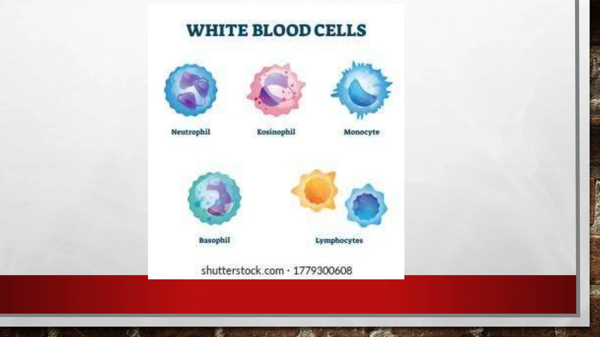 ANATOMY OF BLOOD- RBCs, WBCs & Platelet | PPTX