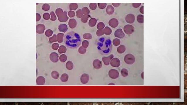ANATOMY OF BLOOD- RBCs, WBCs & Platelet | PPT
