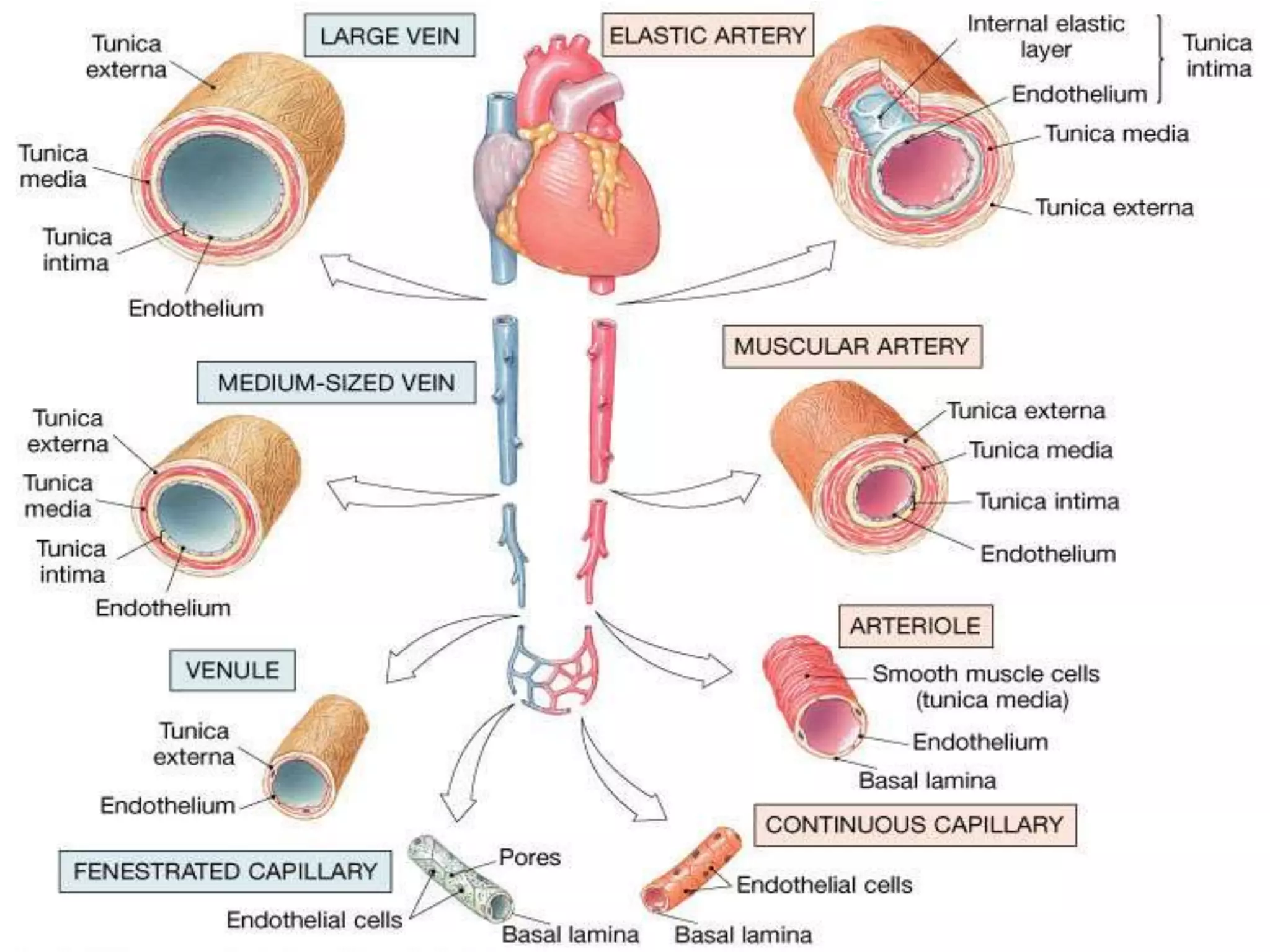 Anatomy of blood vessels ppt | PPTX