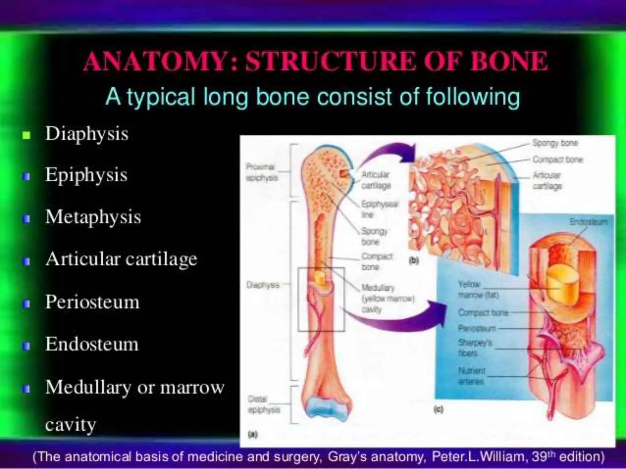 Anatomy of bone..latest | PPTX