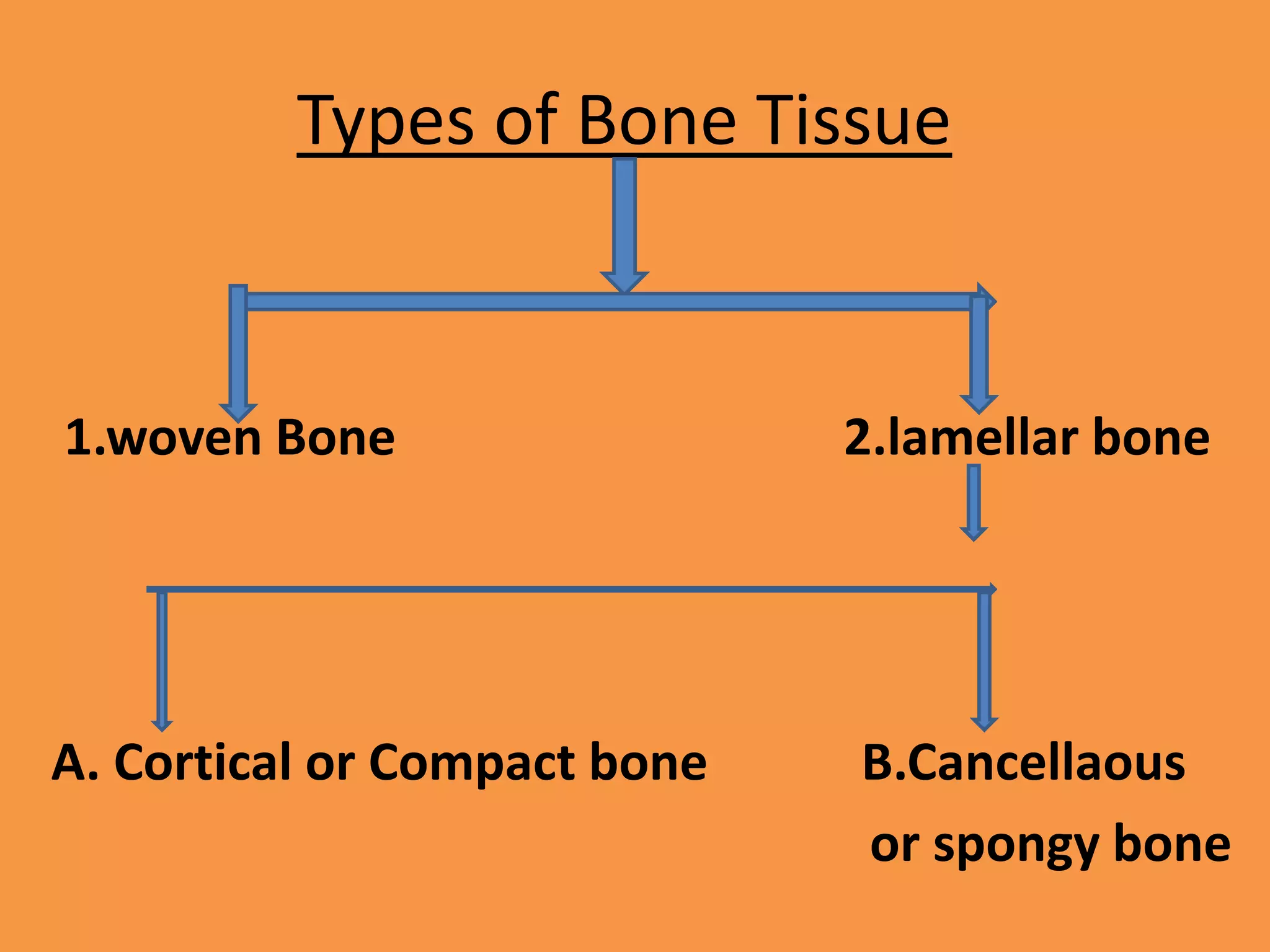 Anatomy of bone..latest | PPTX