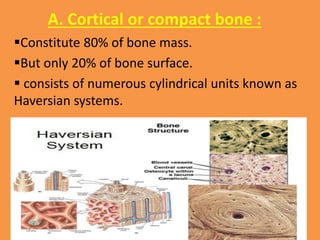 Anatomy of bone..latest | PPTX
