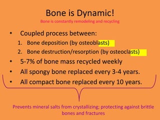 Anatomy of bone..latest | PPTX