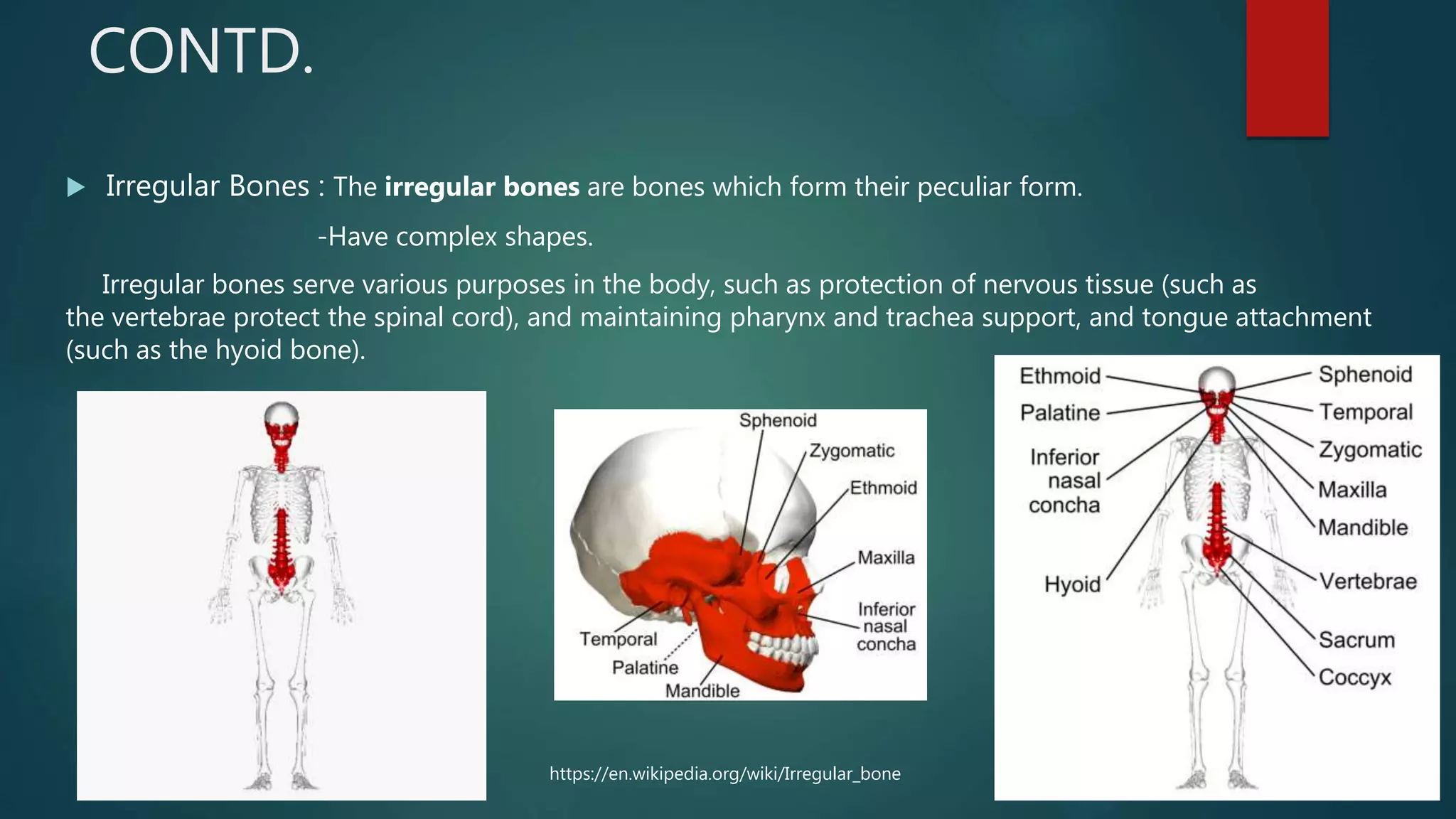 Anatomy of bones | PDF