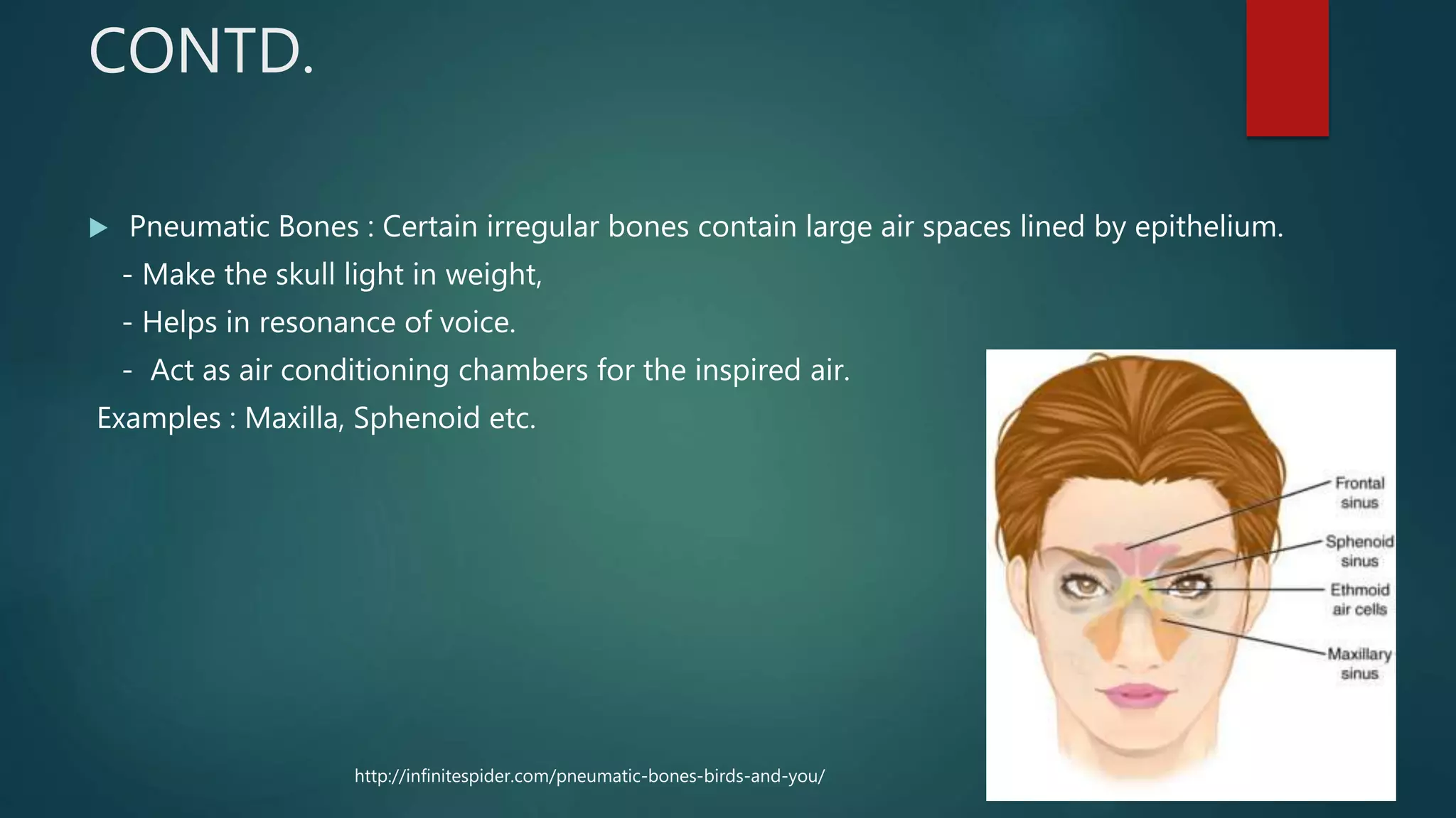 Anatomy of bones | PDF