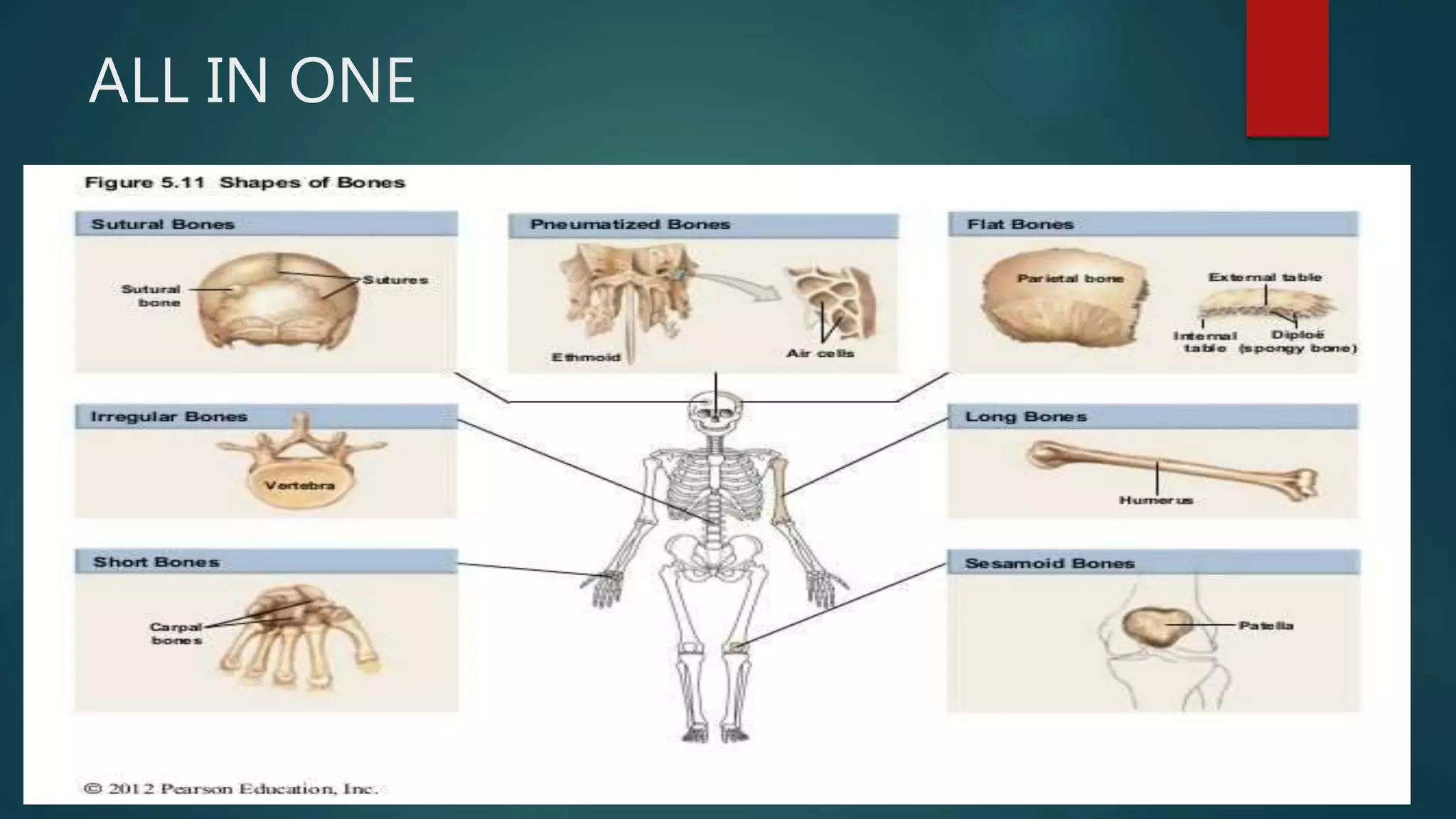 Anatomy of bones | PDF