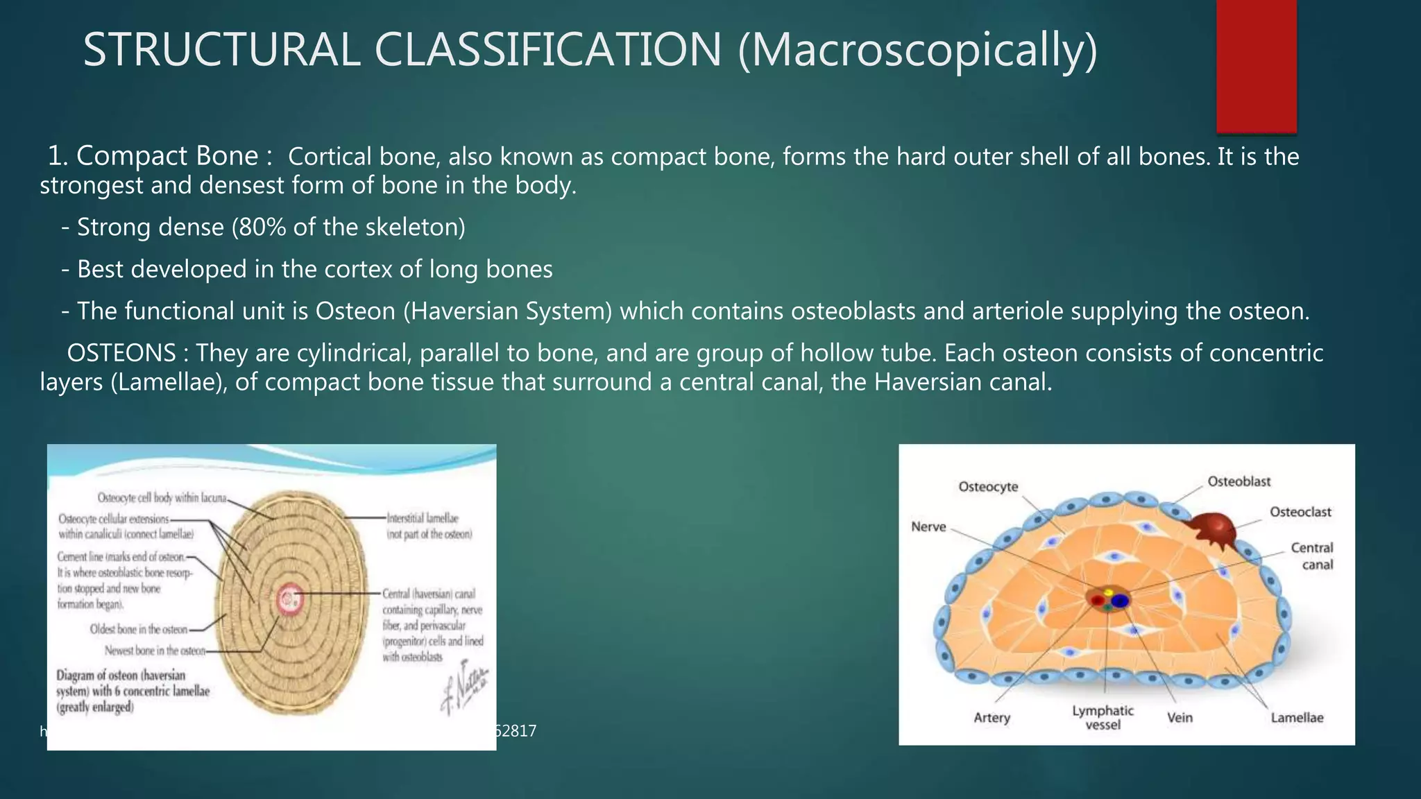Anatomy of bones | PDF