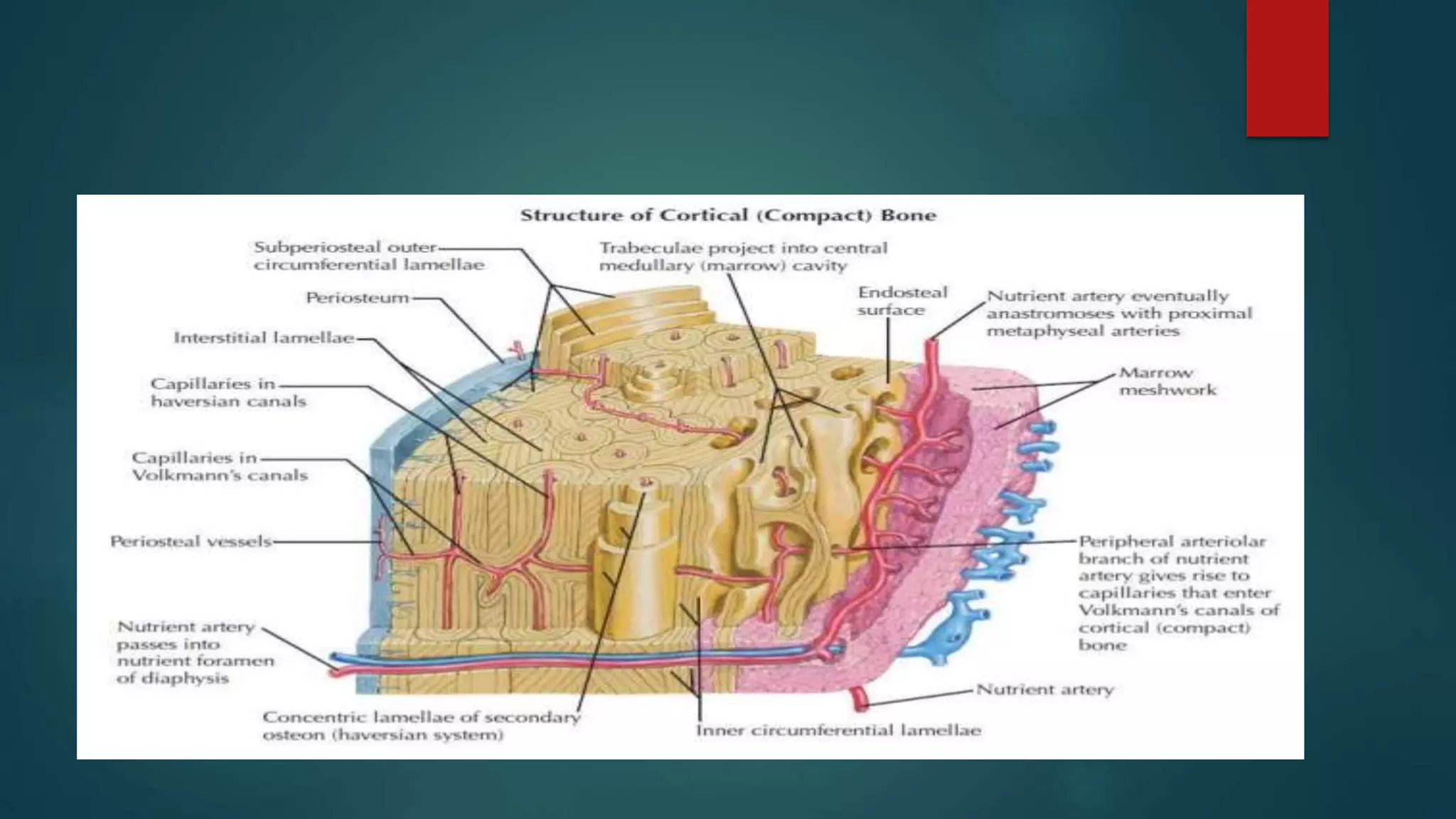 Anatomy of bones | PDF