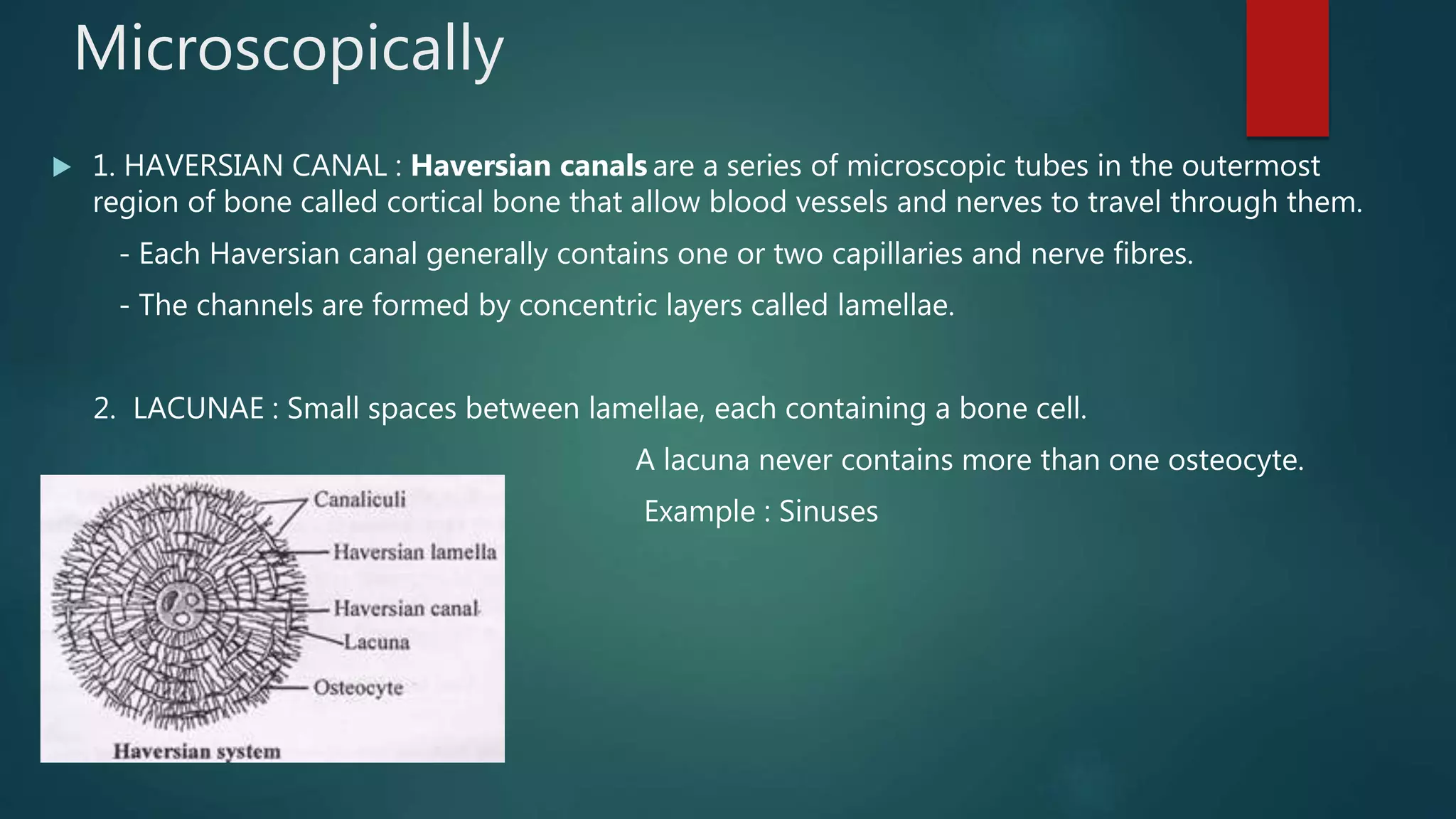 Anatomy of bones | PDF