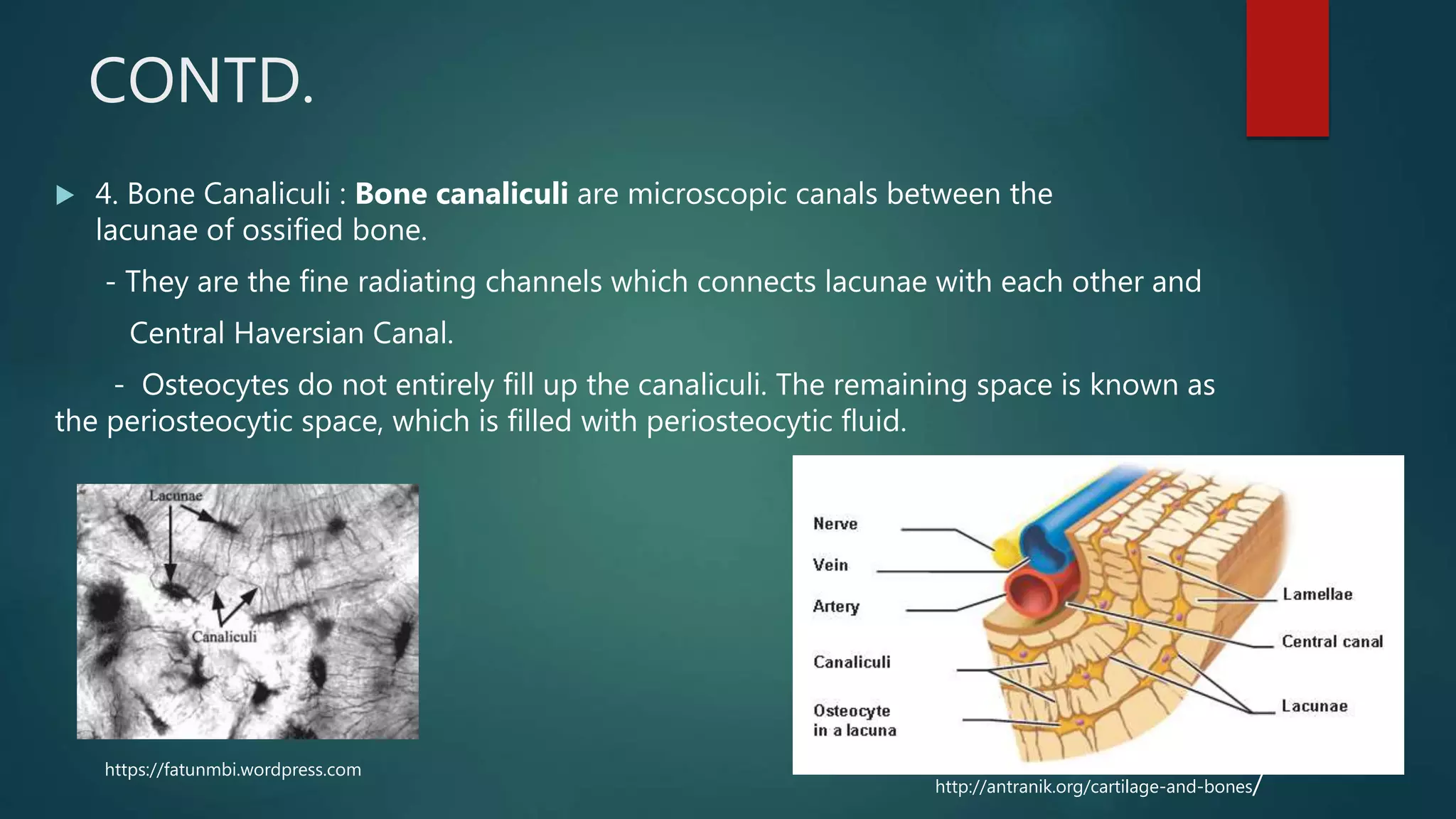 Anatomy of bones | PDF