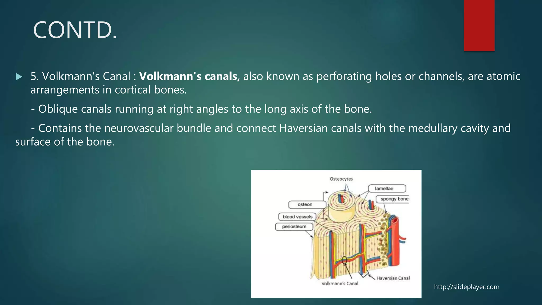 Anatomy of bones | PDF