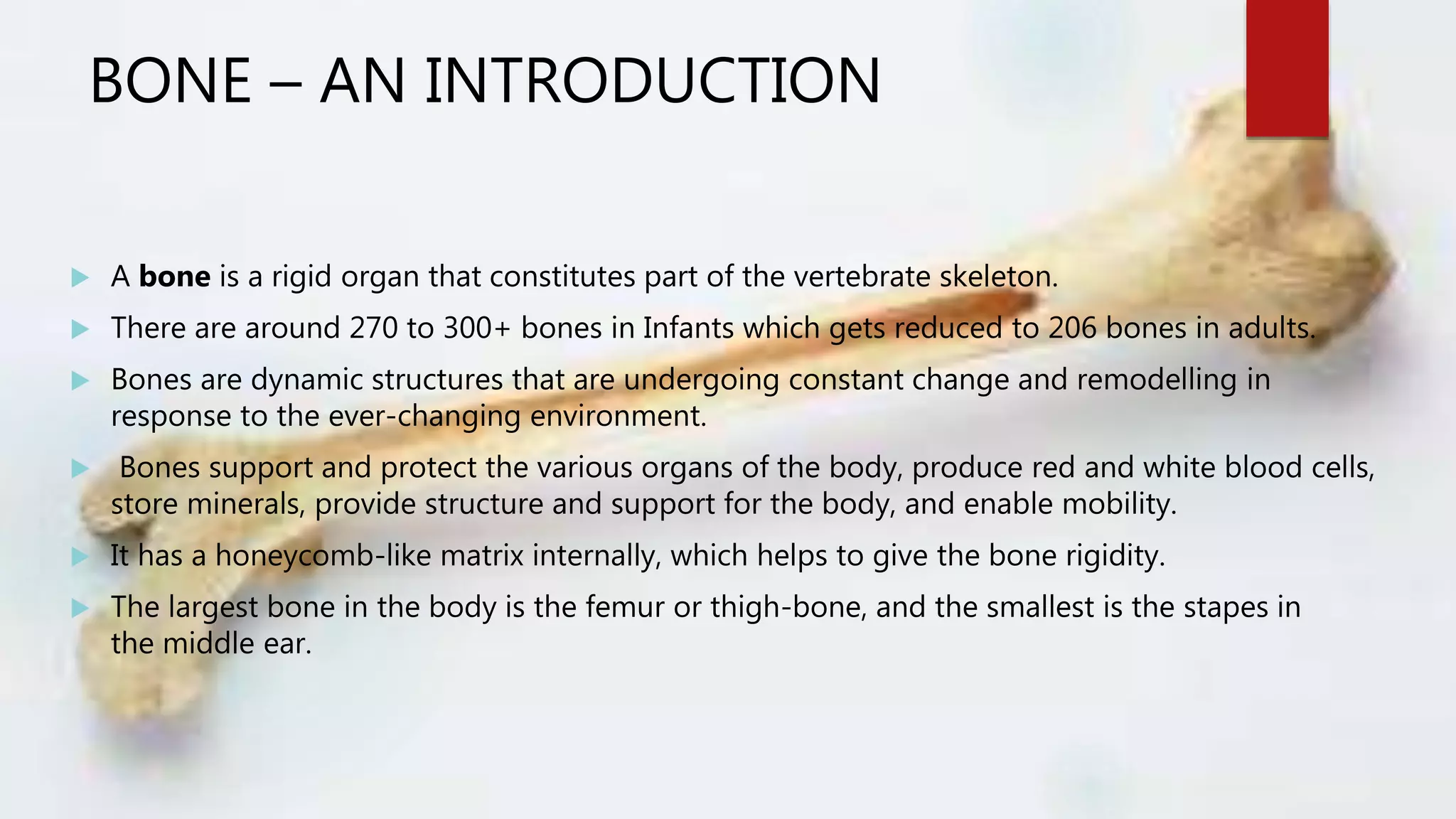 Anatomy of bones | PDF