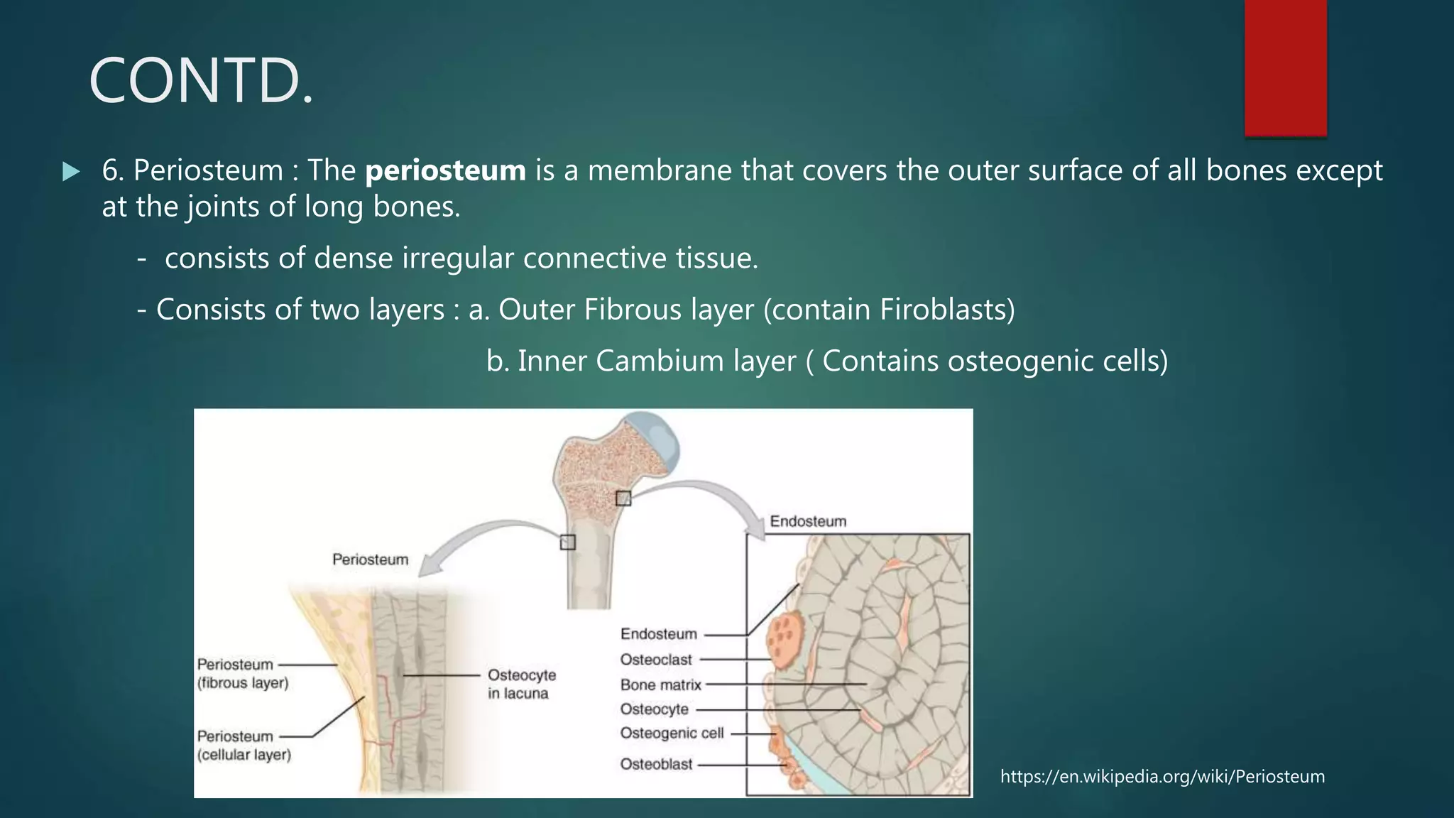Anatomy of bones | PDF