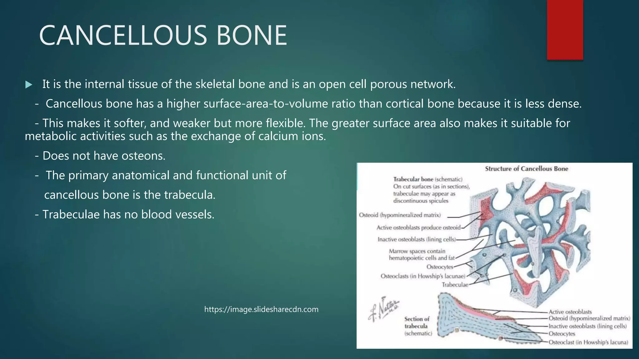 Anatomy of bones | PDF