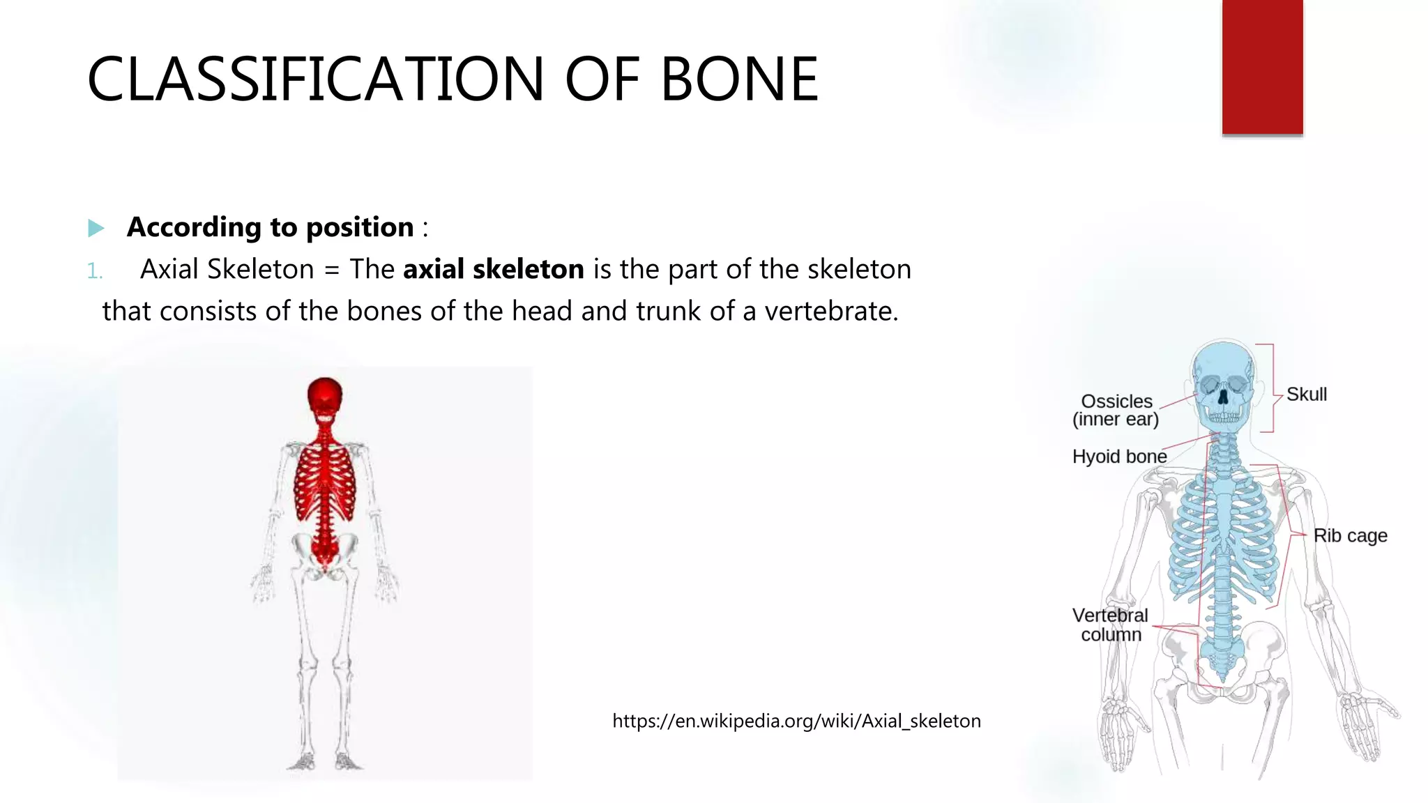 Anatomy of bones | PDF