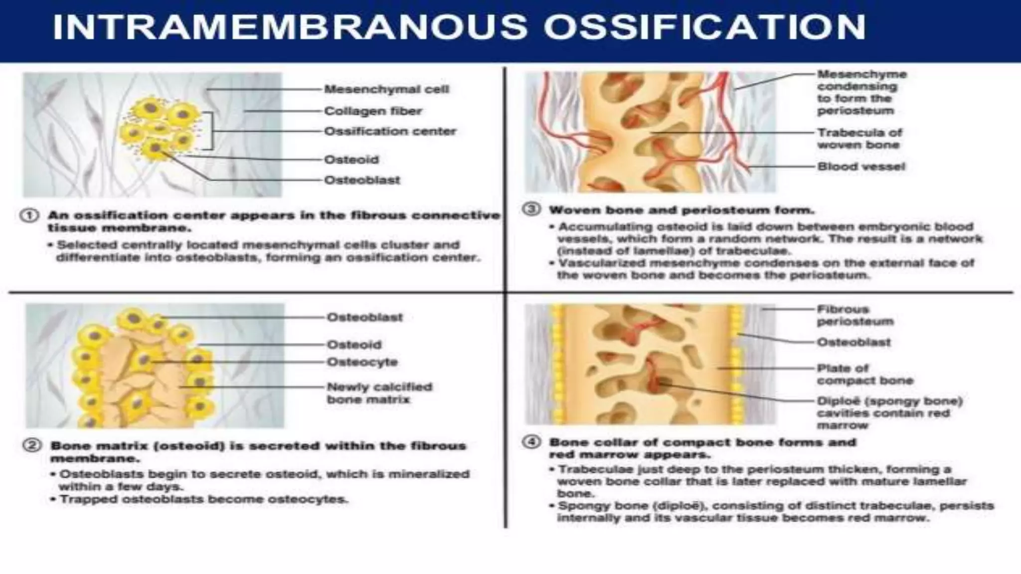 Anatomy of bones | PDF