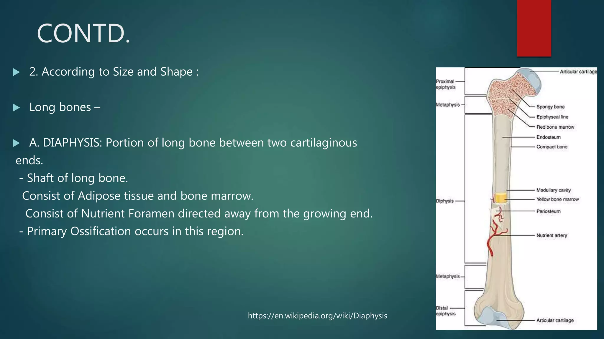 Anatomy of bones | PDF
