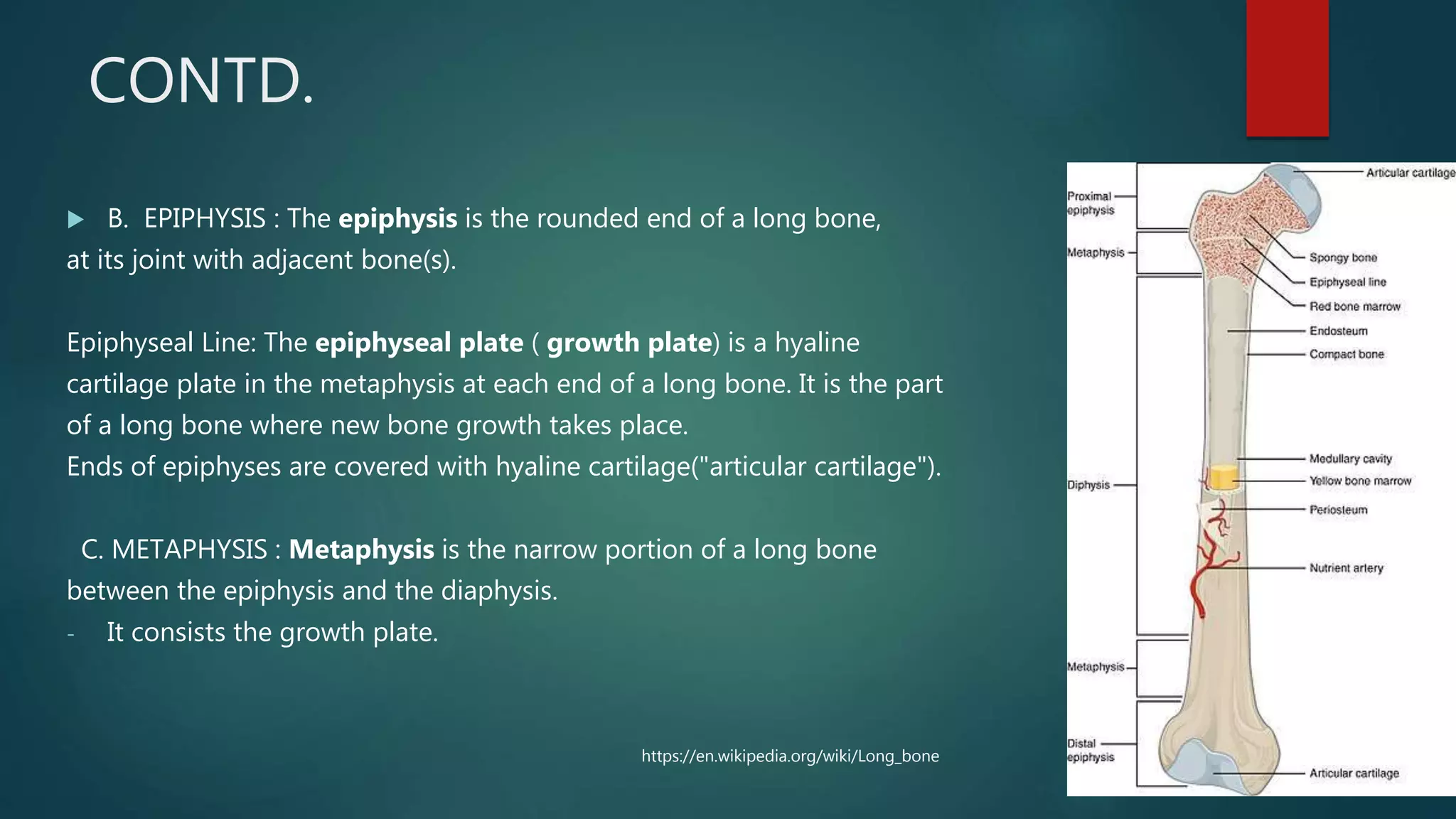 Anatomy of bones | PDF