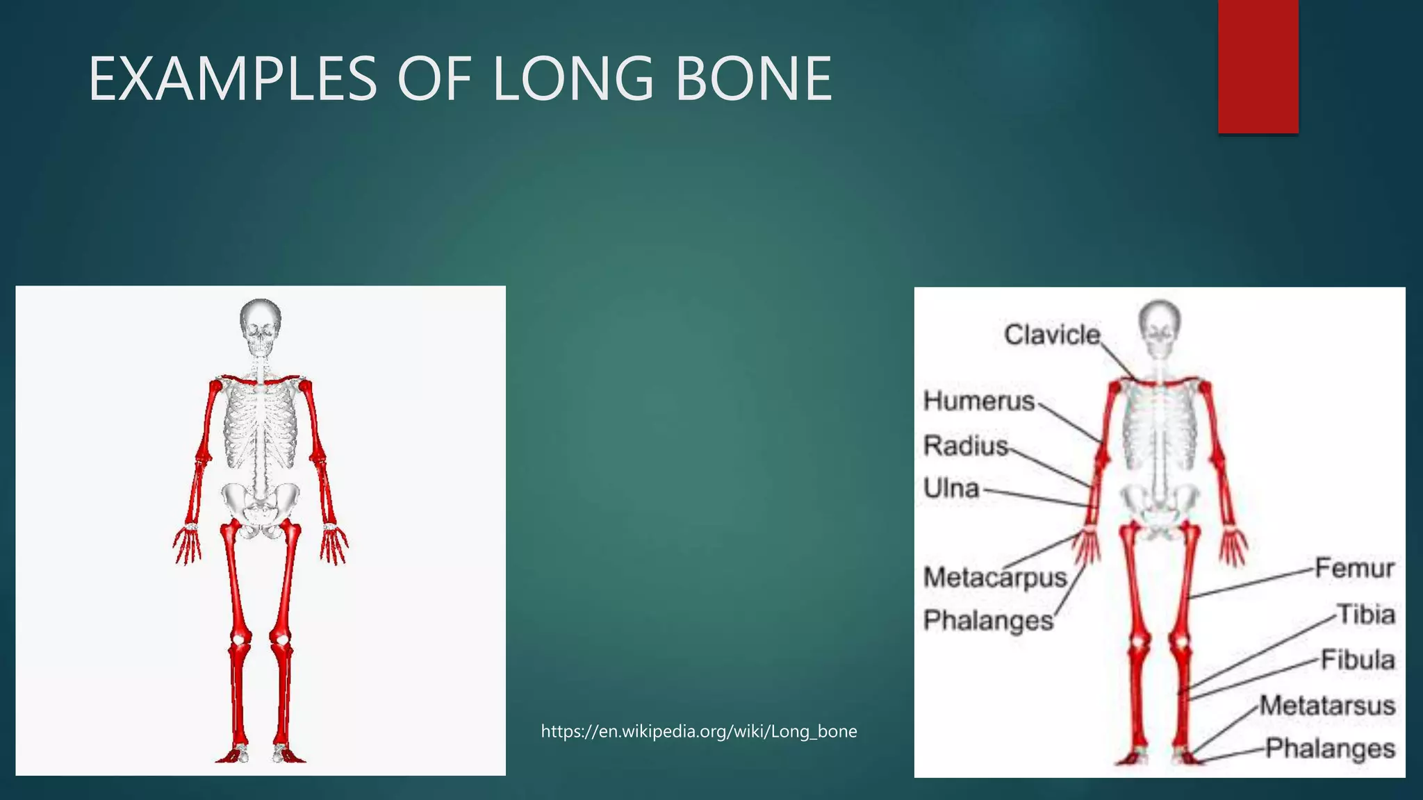 Anatomy of bones | PDF
